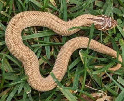 Superconda Het Axanthic Western Hognose by Craig Kade - MorphMarket