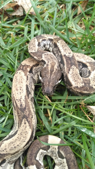 IMG Ghost Het Albino Boa Constrictor by Craig Kade
