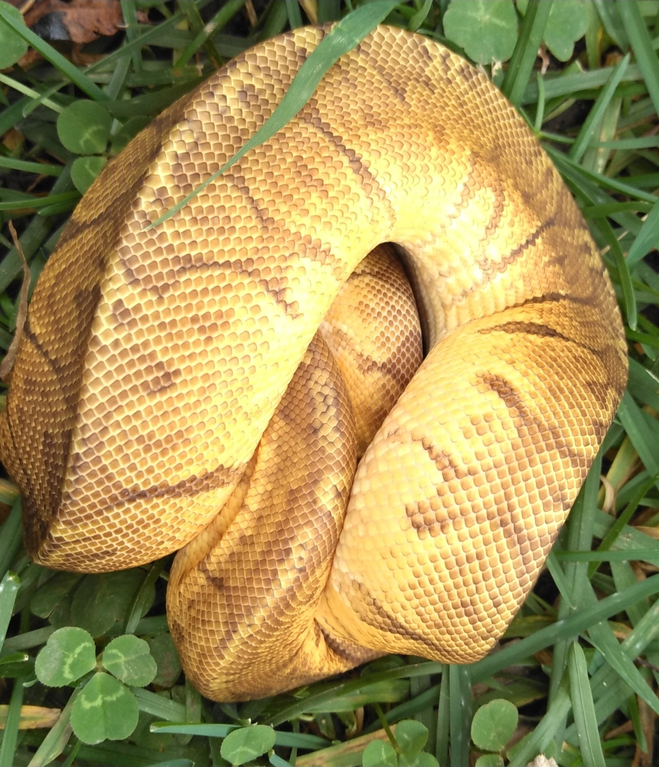 Pastel Sunset Ball Python by Craig Kade - MorphMarket