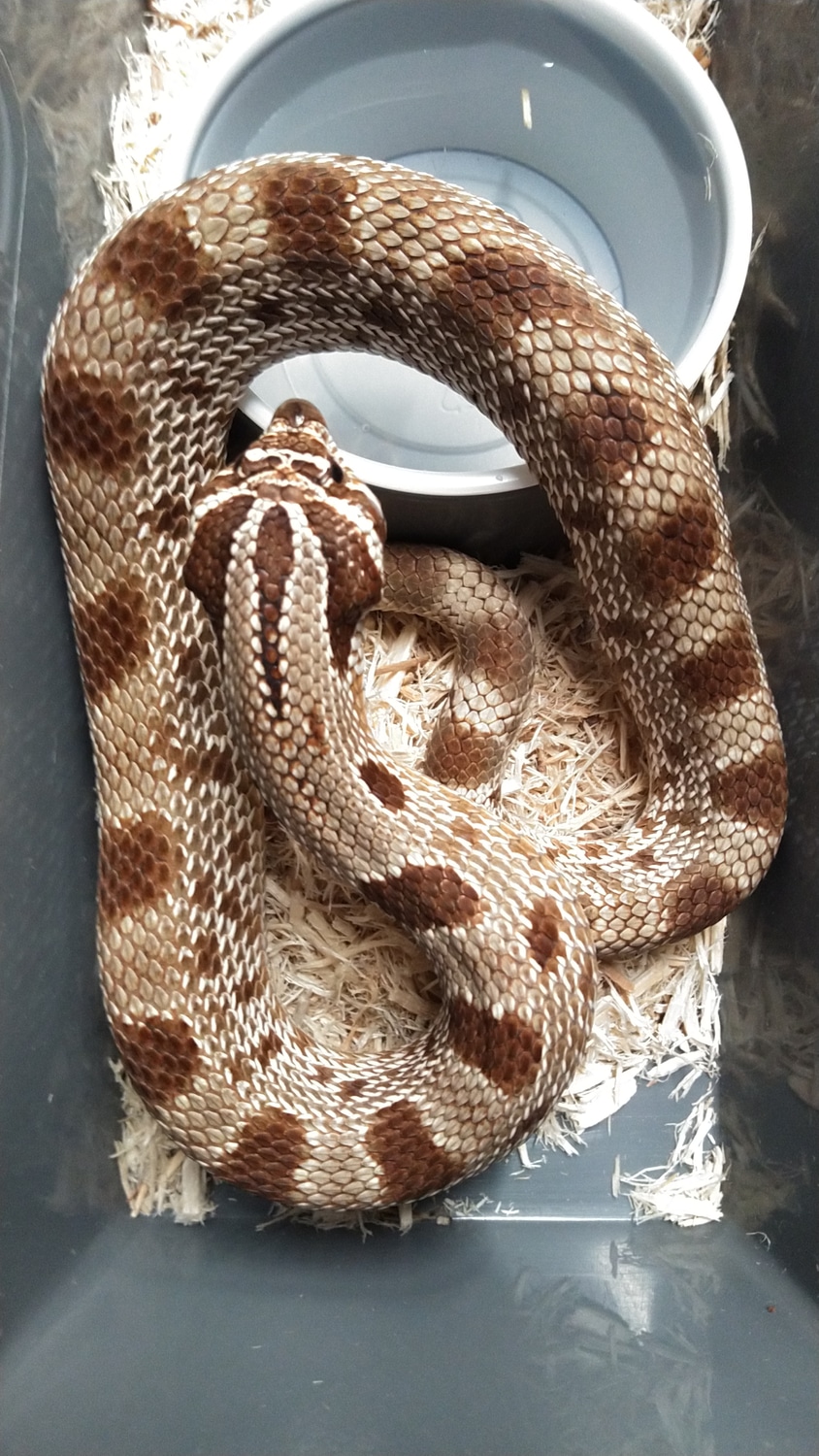 Conda Het Sunburst Western Hognose by Craig Kade - MorphMarket