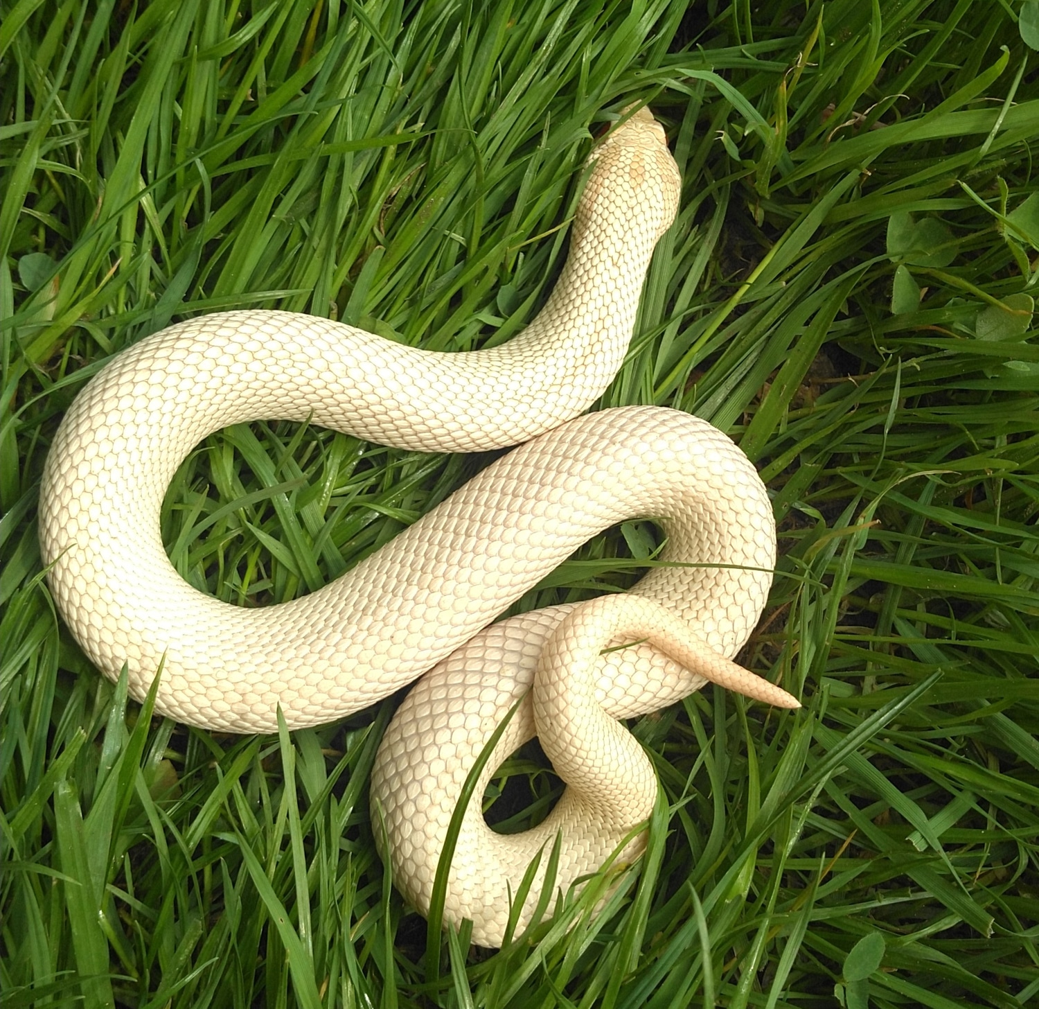 Super Yeti Western Hognose by Craig Kade - MorphMarket