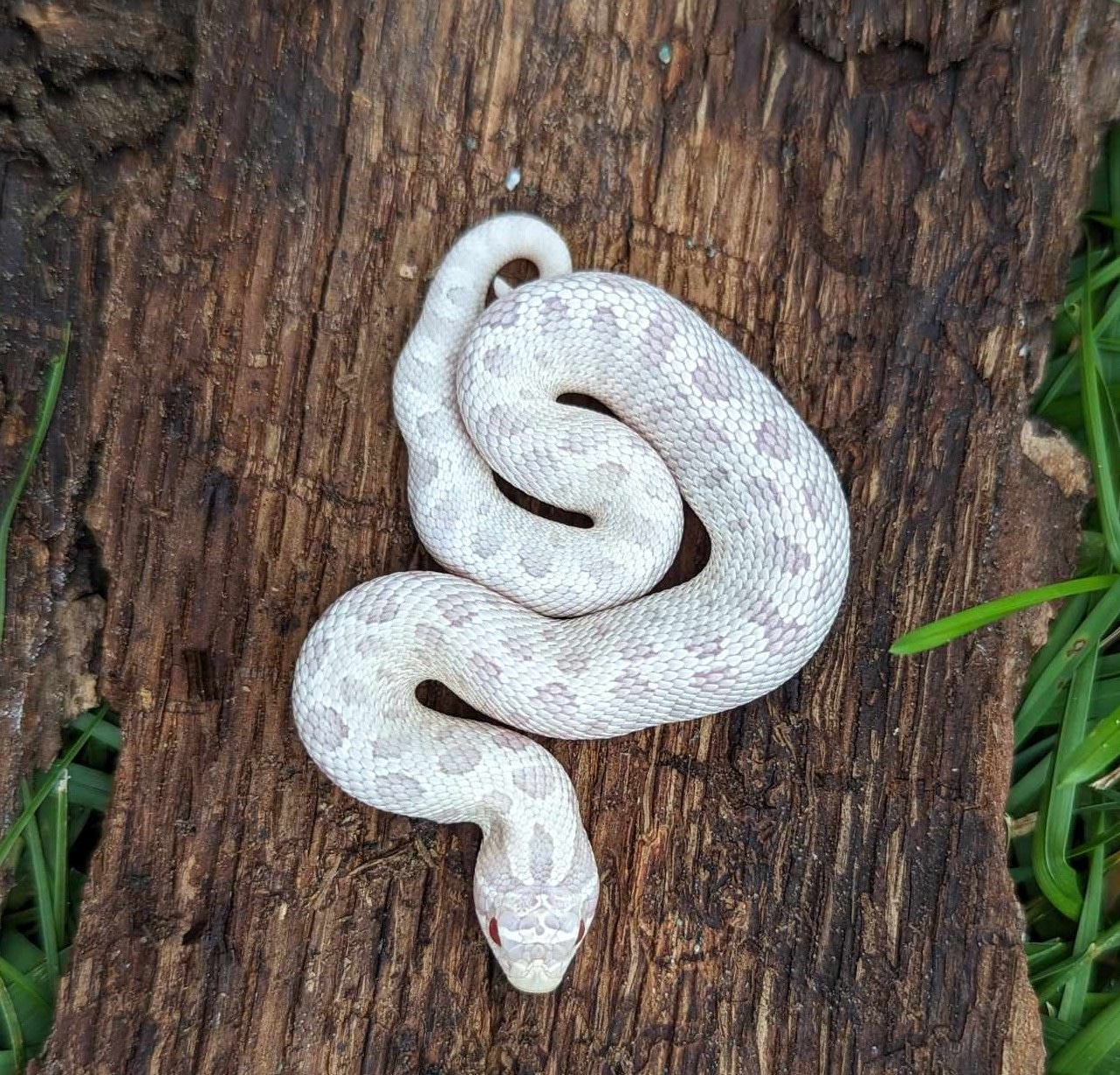 Yeti Western Hognose by Craig Kade - MorphMarket