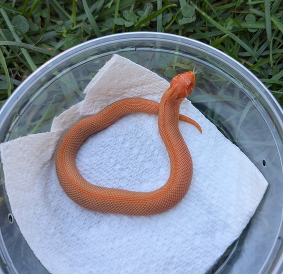 Solar Storm Western Hognose by Craig Kade