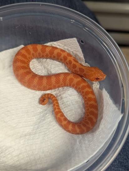 Sunburst 66% PH Axanthic Western Hognose by Craig Kade