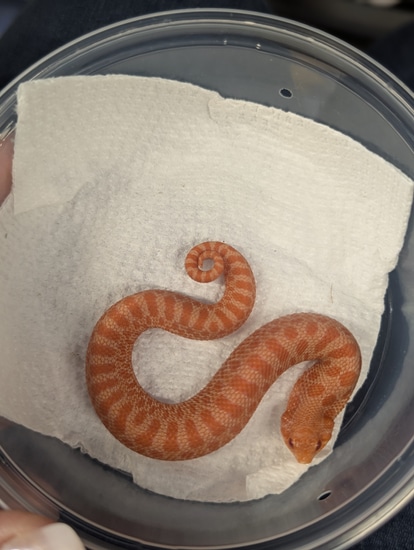 Sunburst 66% PH Axanthic Western Hognose by Craig Kade