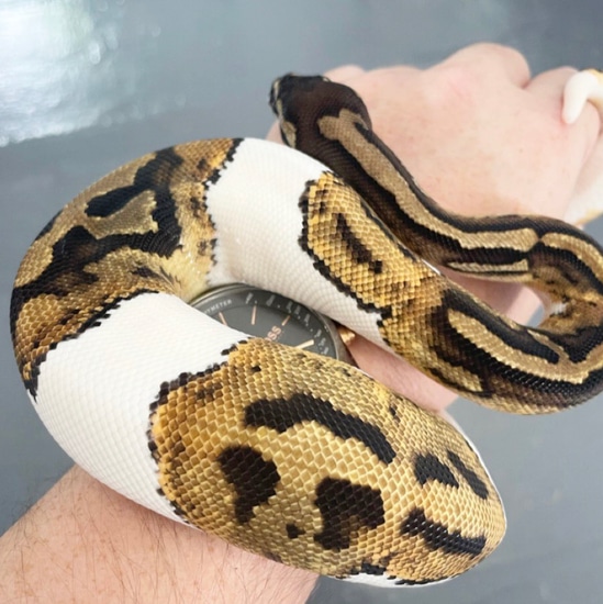 Pastel (Smiley) Pied Ball Python by Royals London - MorphMarket
