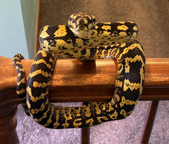 Jungle Carpet Python Male by Iroquois Herpetoculture