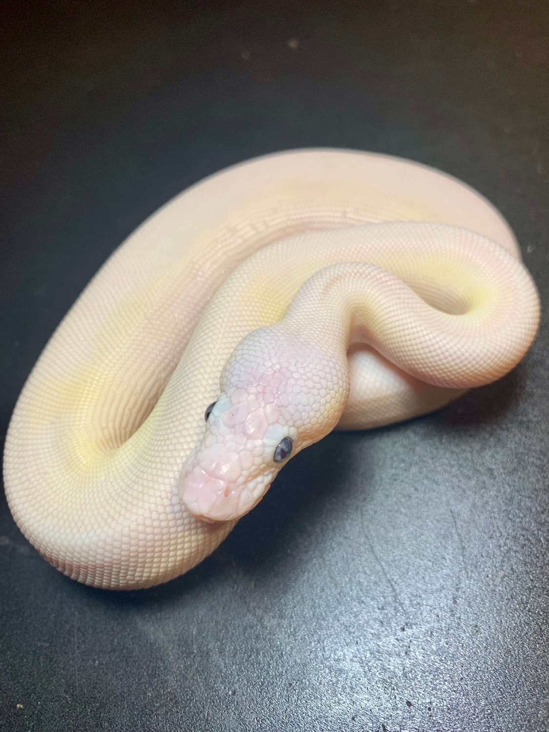 Blue Eyed Lucy Ball Python by Darkhorse Morphs - MorphMarket