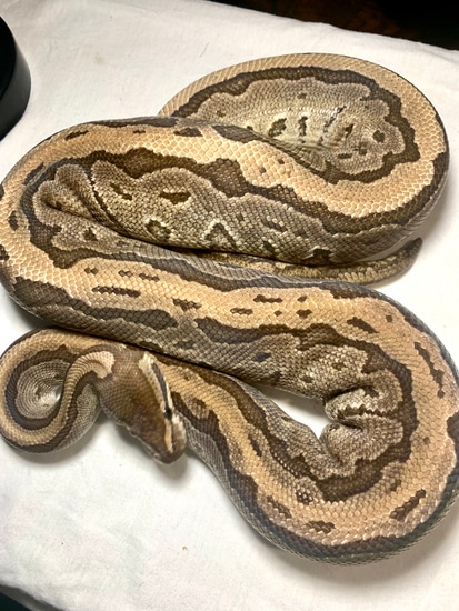 Jigsaw Ball Python by Darkhorse Morphs