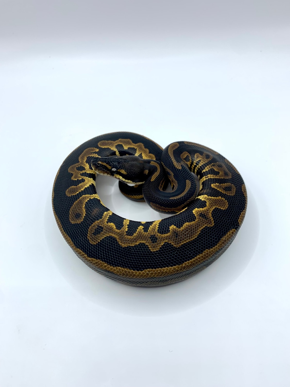 Black Head Leopard 66% Het Pied Ball Python by Darkhorse Morphs ...