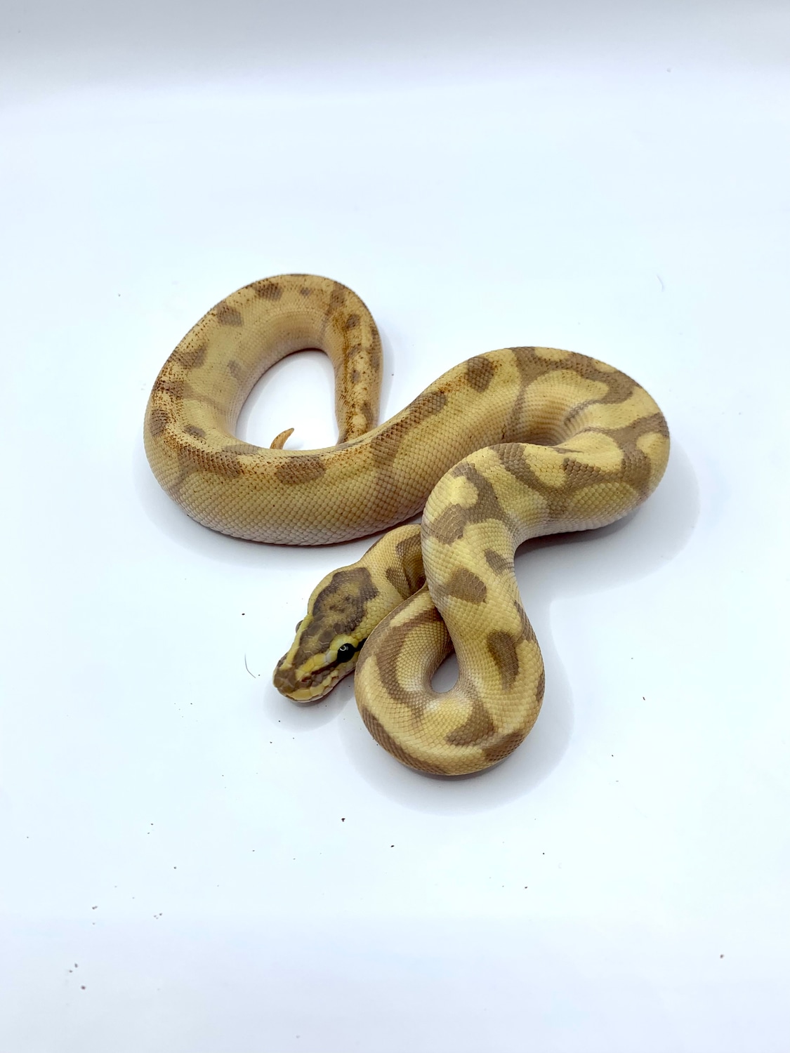 Super Enchi Fire Hypo Ball Python by Darkhorse Morphs - MorphMarket