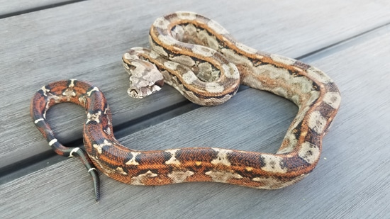 1.0 Inca Boa Constrictor by Indian River Constrictors