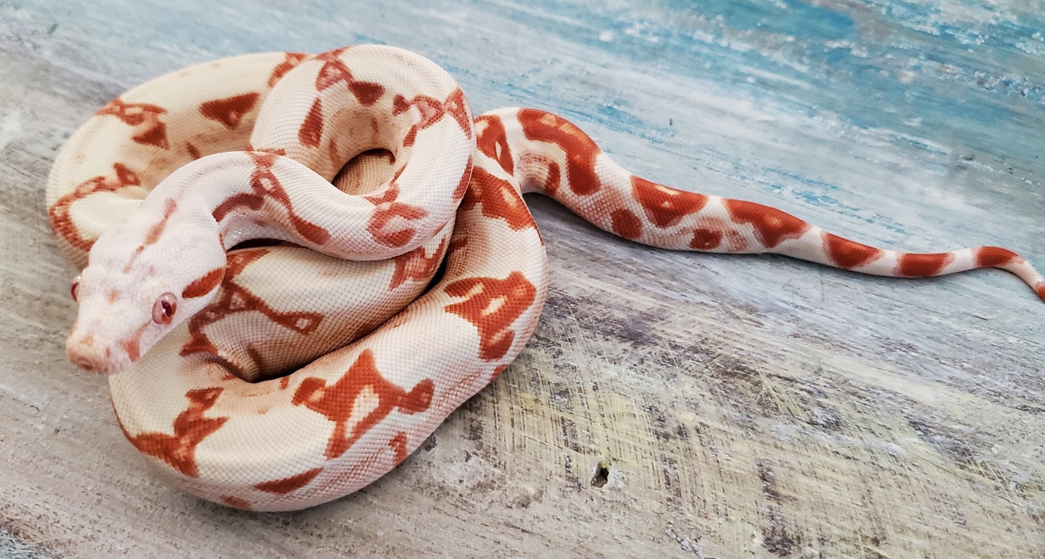 2020 0.1 Lipstick Sunglow Boa Constrictor by Indian River Constrictors ...