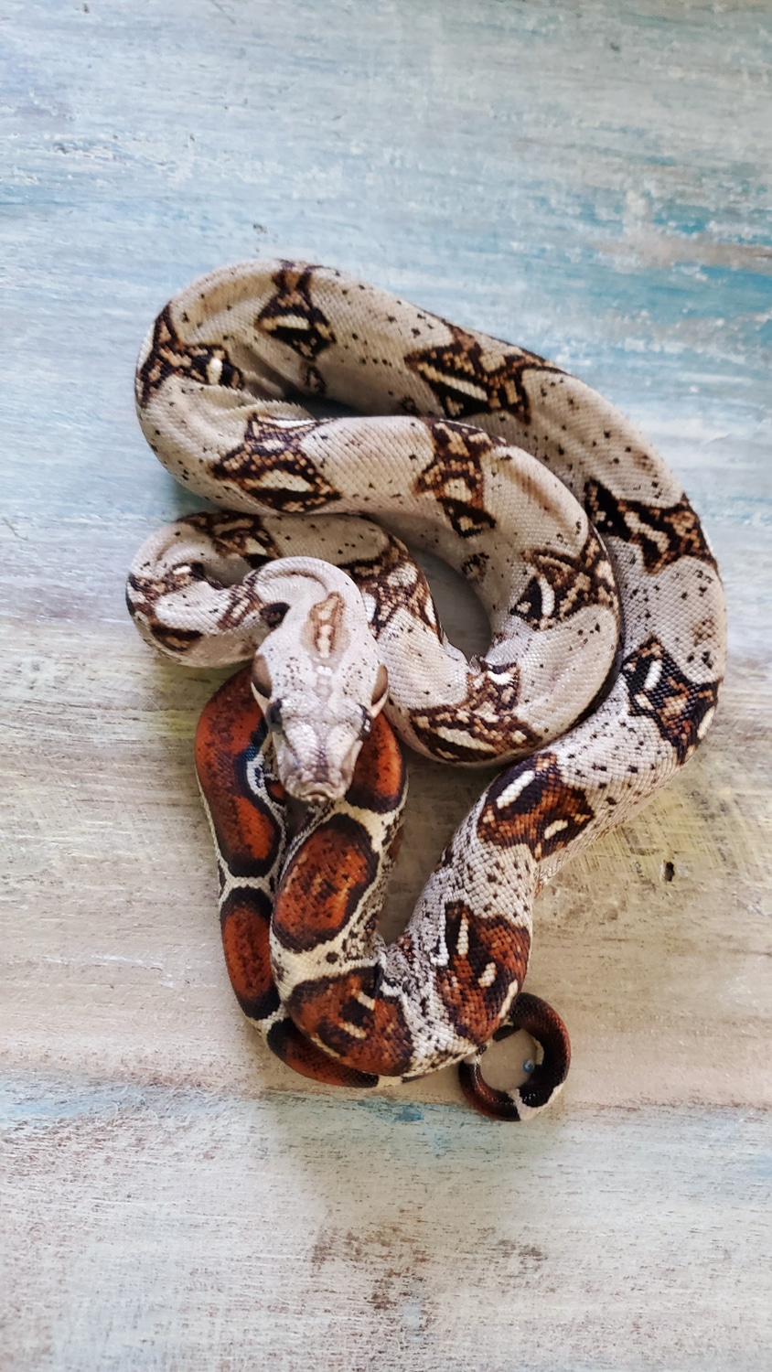 2019 1.0 DH Kahl Albino/leopard Boa Constrictor by Indian River ...