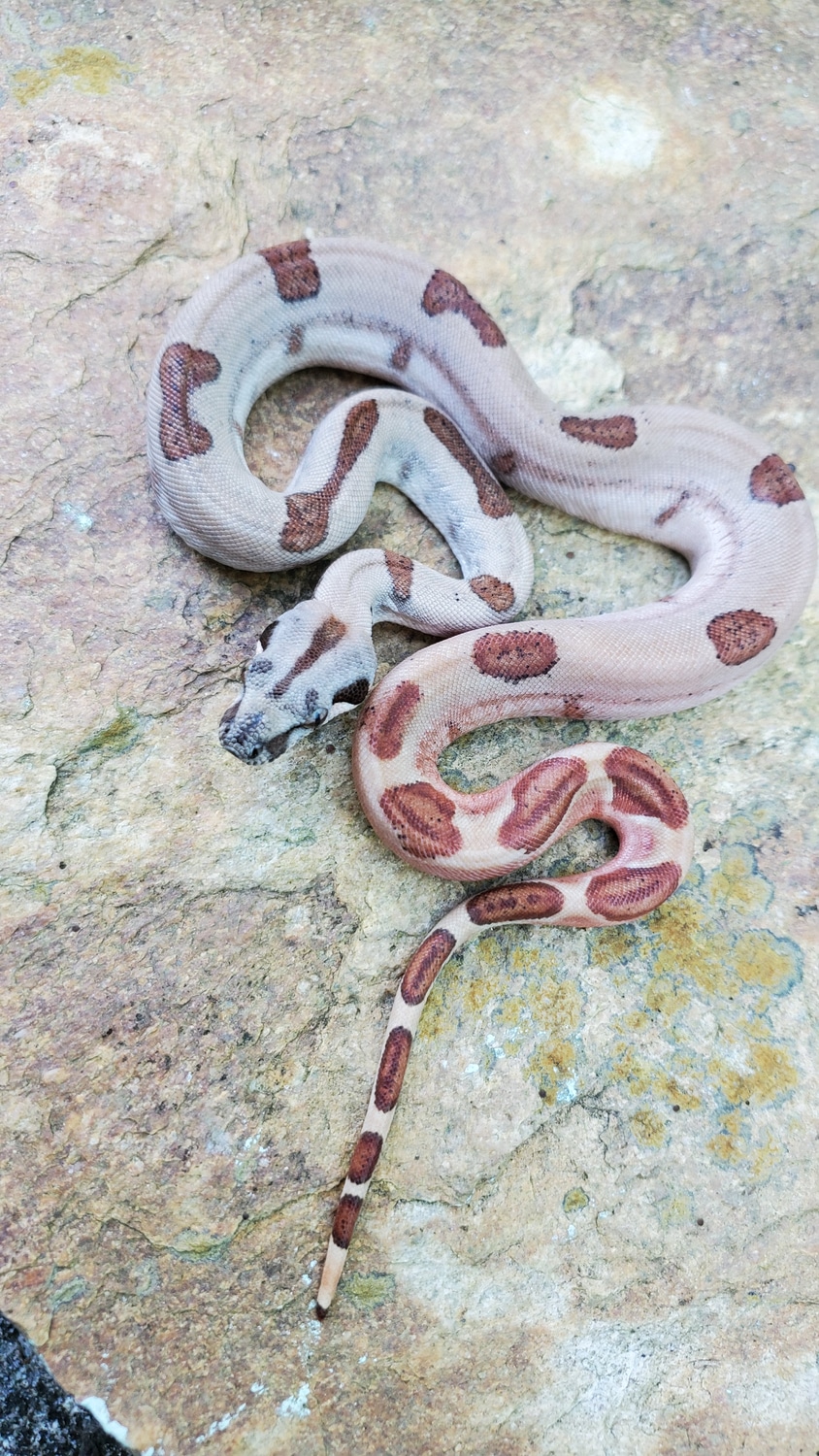 2020 1.0 Panama Sunset Boa Constrictor by Indian River Constrictors ...