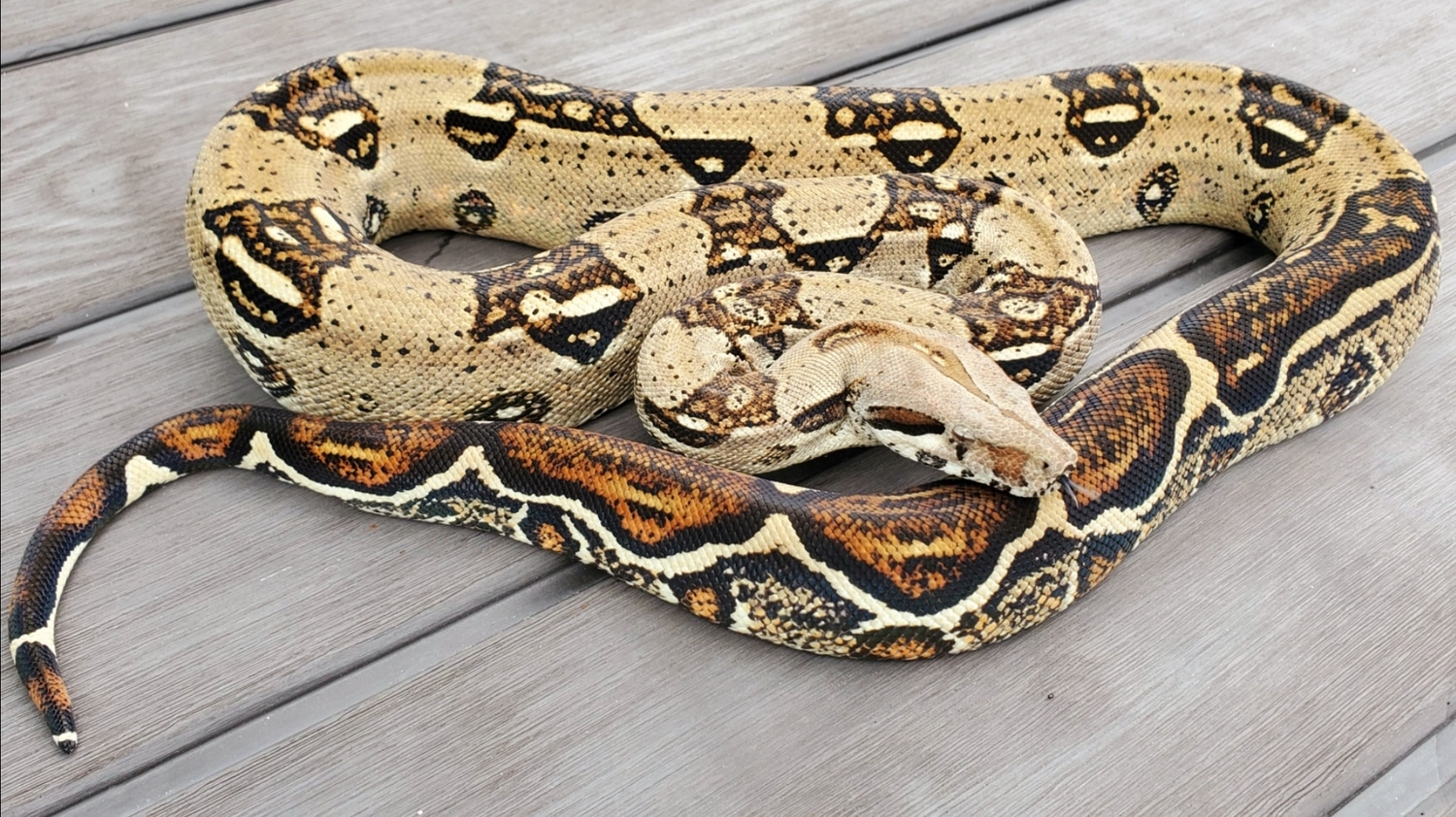 2018 0.1 Het Sharp Boa Constrictor by Indian River Constrictors ...