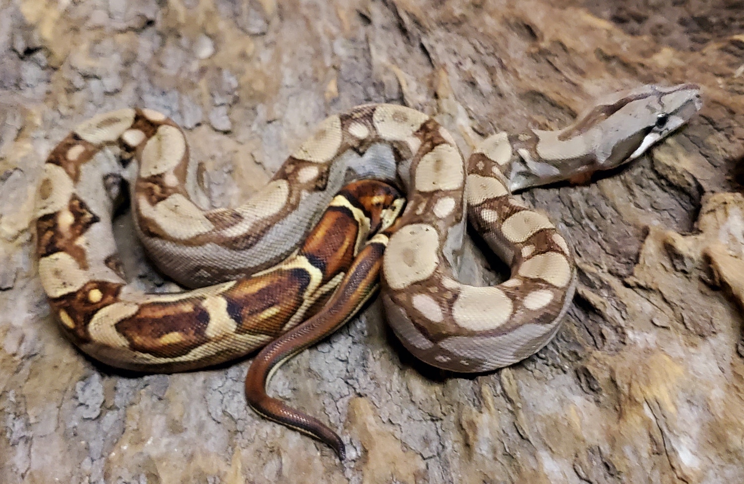 2021 0.1 66% DH Red Dragon Boa Constrictor by Indian River Constrictors ...