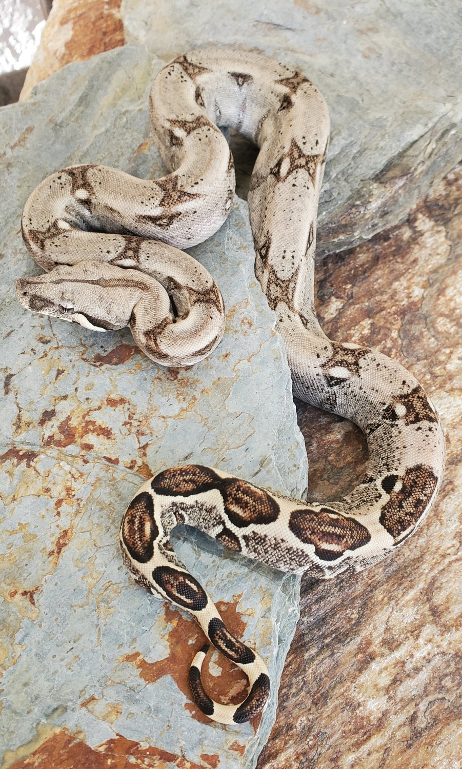 2021 0.1 Poss Pastel Dream Boa Constrictor by Indian River Constrictors ...