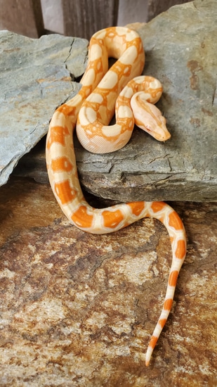 0.1 Coral Lipstick Line Kahl Albino Boa Constrictor by Indian River ...