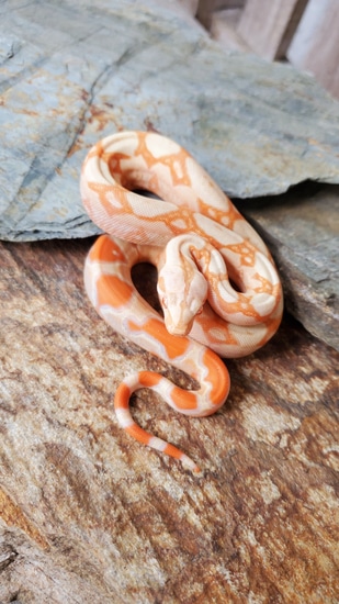 1.0 2022 Coral Lipstick Line Kahl Albino Boa Constrictor by Indian ...