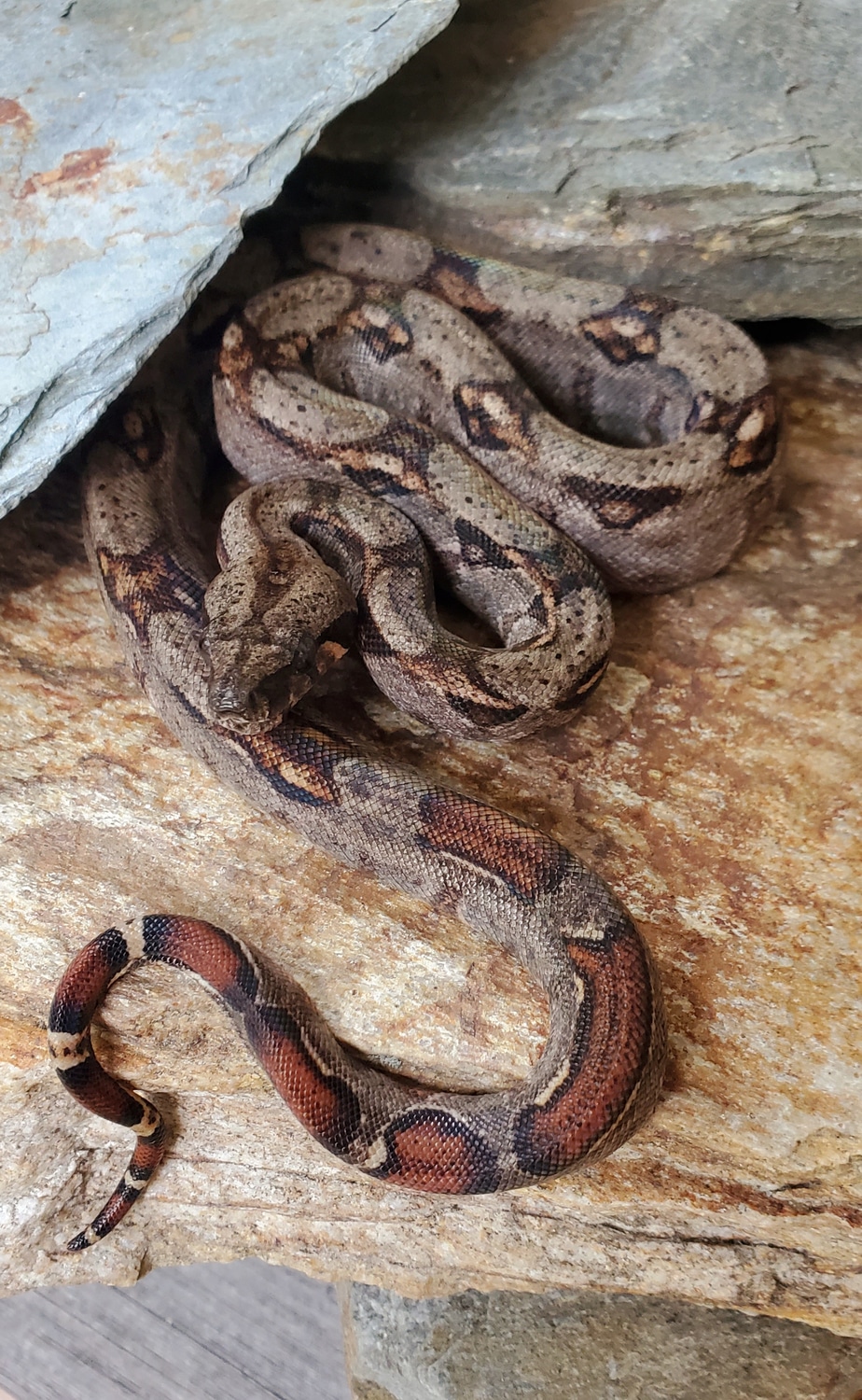 0.1 2022 100% DH Costa Rican T+/Leopard Boa Constrictor by Indian River ...