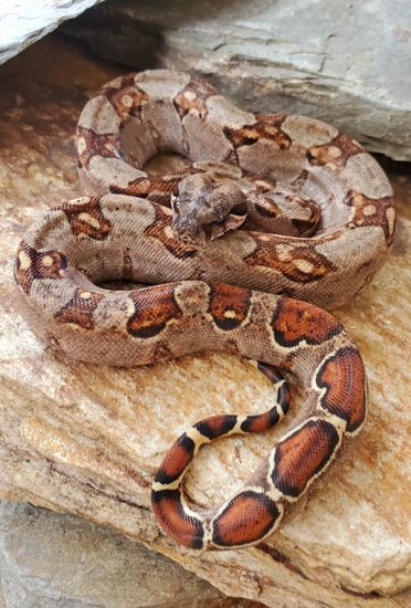 0.1 2022 100% DH Costa Rican T+/Leopard Boa Constrictor by Indian River ...