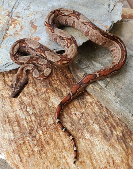 0.1 2022 100% DH Costa Rican T+/Leopard Boa Constrictor by Indian River ...