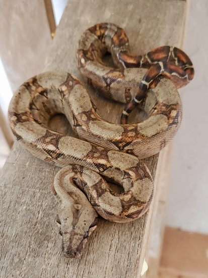 0.1 2022 100% DH Costa Rican T+/Leopard Boa Constrictor by Indian River ...