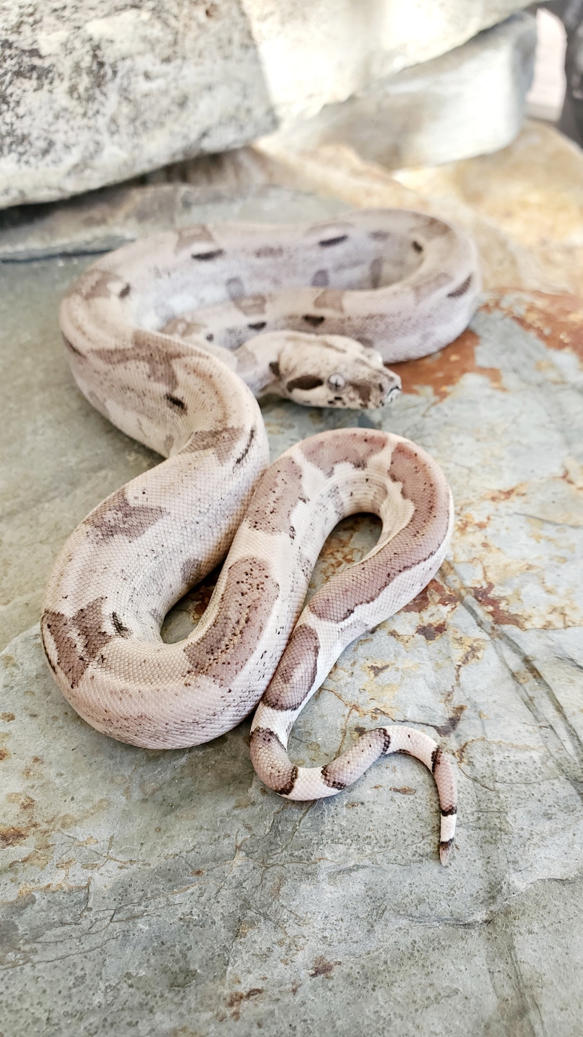 2022 0.1 Poss Super Ghost 50% Het Kahl Boa Constrictor by Indian River ...