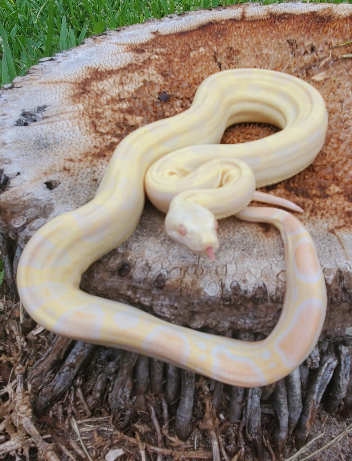 0.1 2022 Sharp Albino Motley Boa Constrictor by Indian River ...
