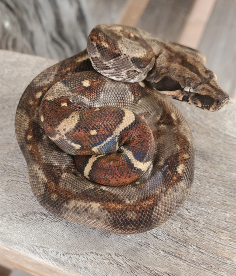 2023 1.0 Pure Nicaraguan Platinum Line 100% Het Nic/CA T+ Albino Boa ...