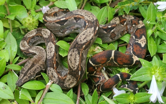 2023 1.0 Pure Nicaraguan Platinum Line 100% Het Nic T+ Boa Constrictor ...