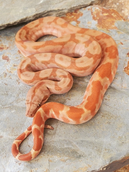 1.0 2023 Platinum Line Nic T+ Poss Super Sunglow Boa Constrictor by ...