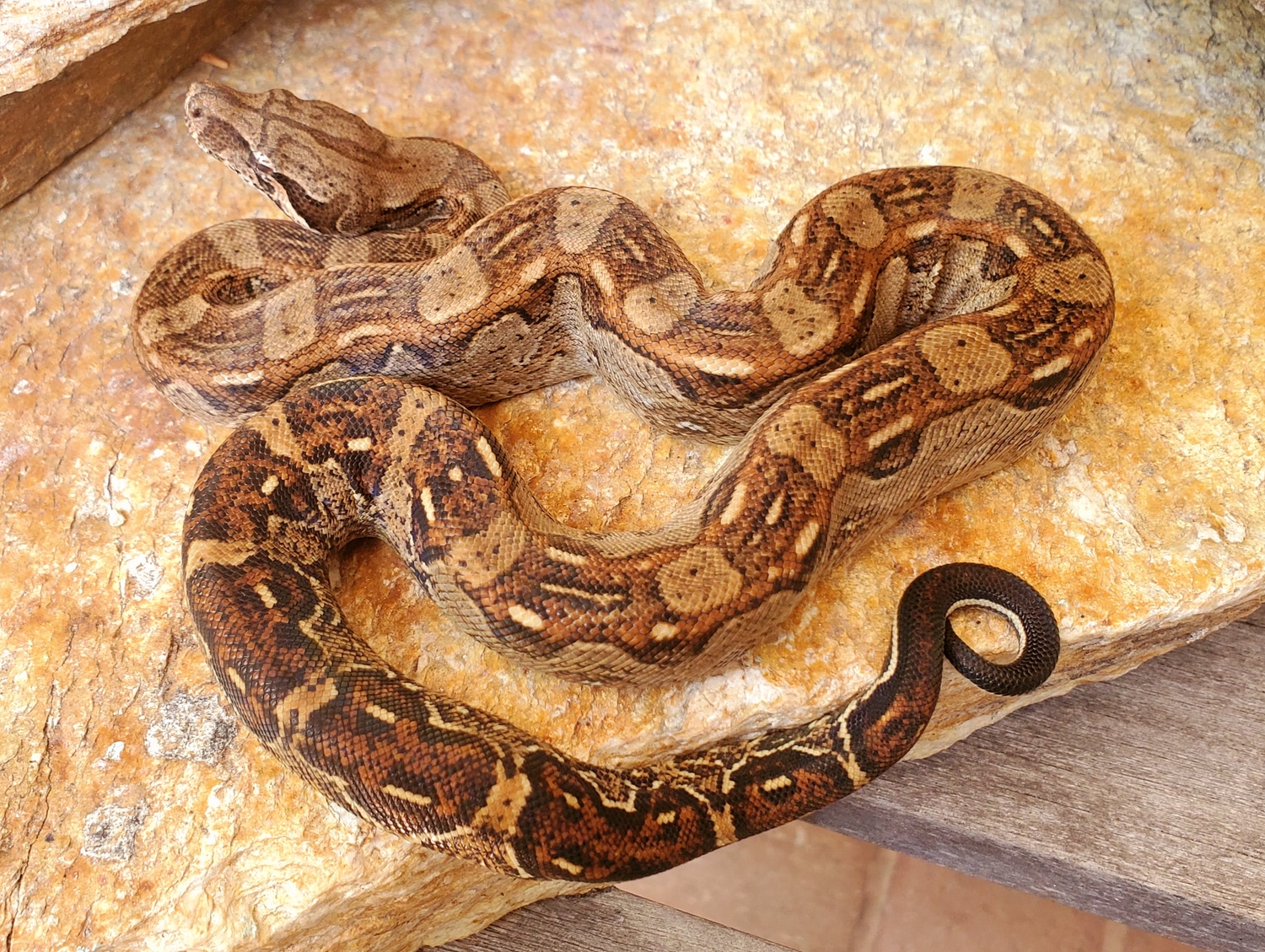 0.1 2024 PDMT Aztec 100% Het Nic T+ 50% het sharp