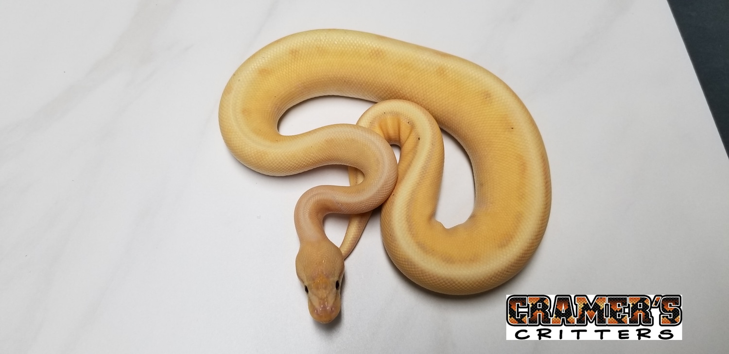 Banana Genetic Stripe Ball Python by Cramer's Critter's - MorphMarket