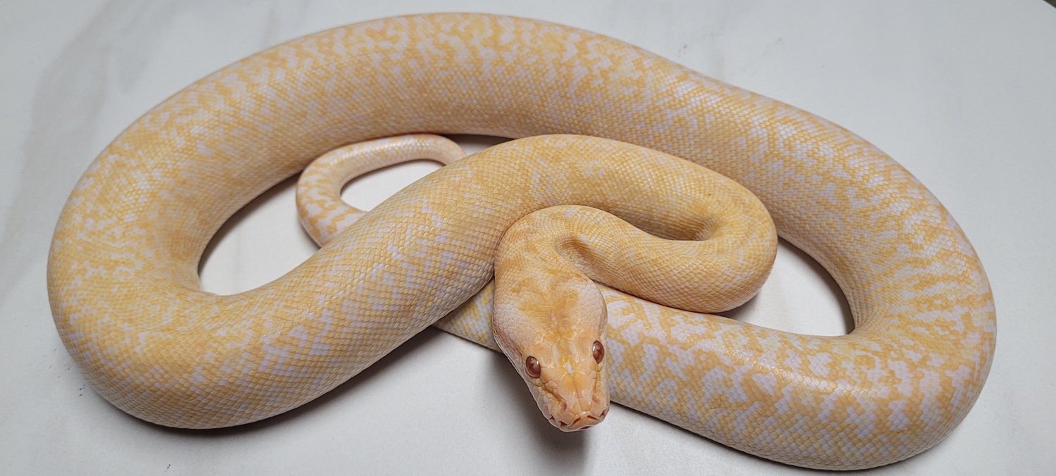 Albino Granite Burmese Python by Cramer's Critter's - MorphMarket