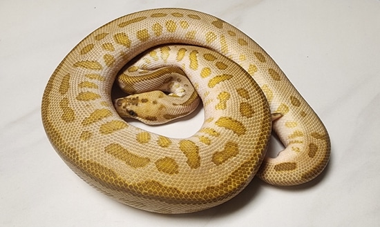 Pastel Lesser Batman Ball Python by Cramer's Critter's