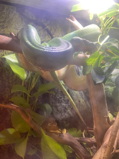 2018 Jayapura GTP 4 /12 - 5 Ft Green Tree Python by Crane WO