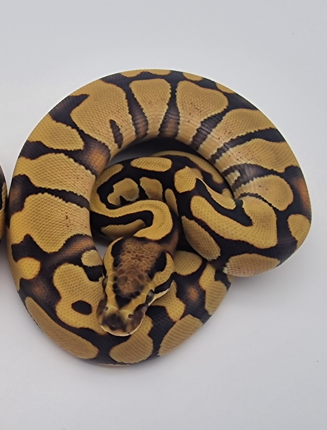 Enchi Desert Ghost Ball Python by A.B Königspython - MorphMarket