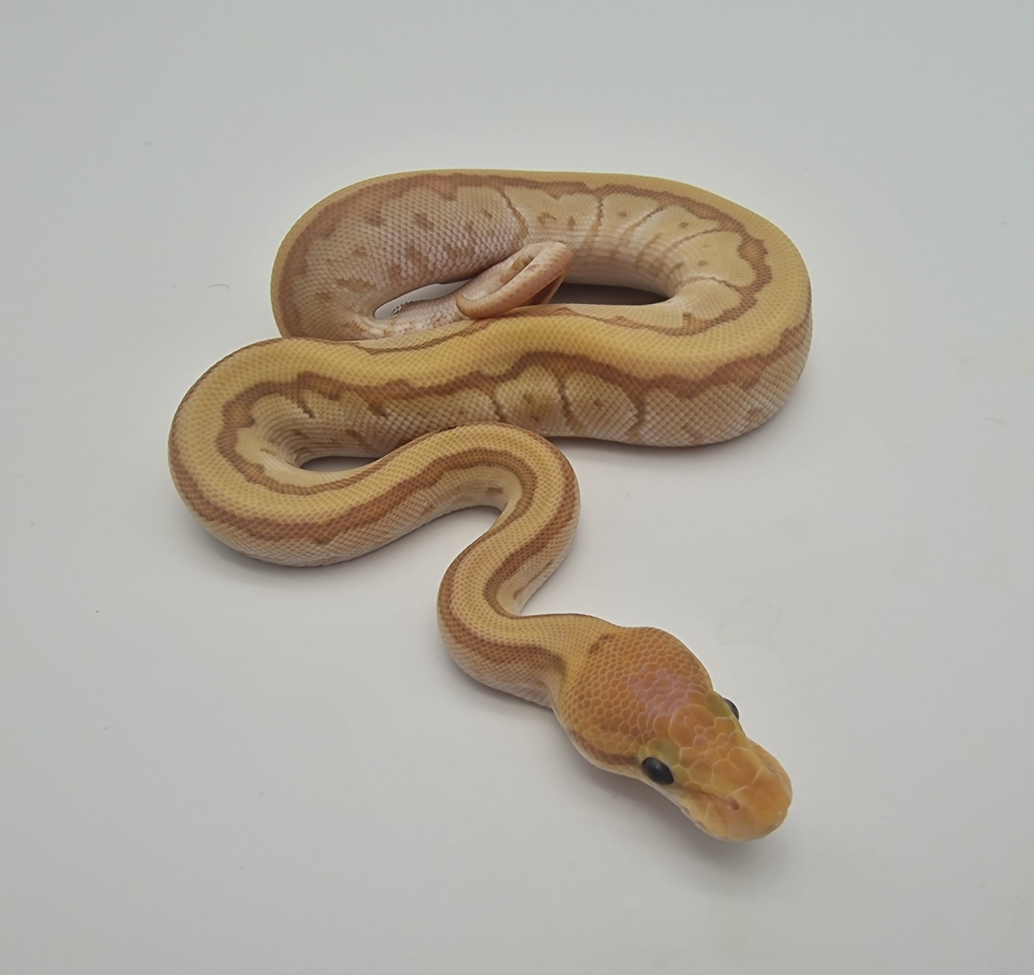 Banana Mojave Pinstripe Desert Ghost Ball Python by A.B Königspython ...