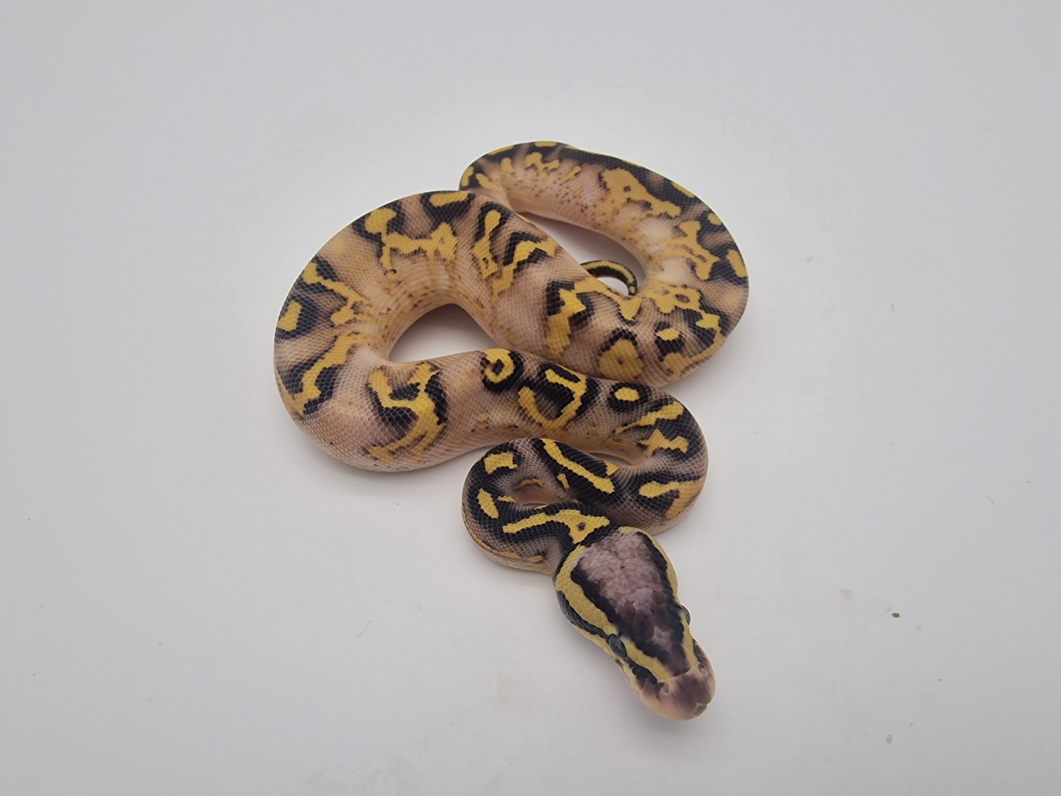 Pastel Super Gravel 50% Het Desert Ghost Ball Python by A.B ...