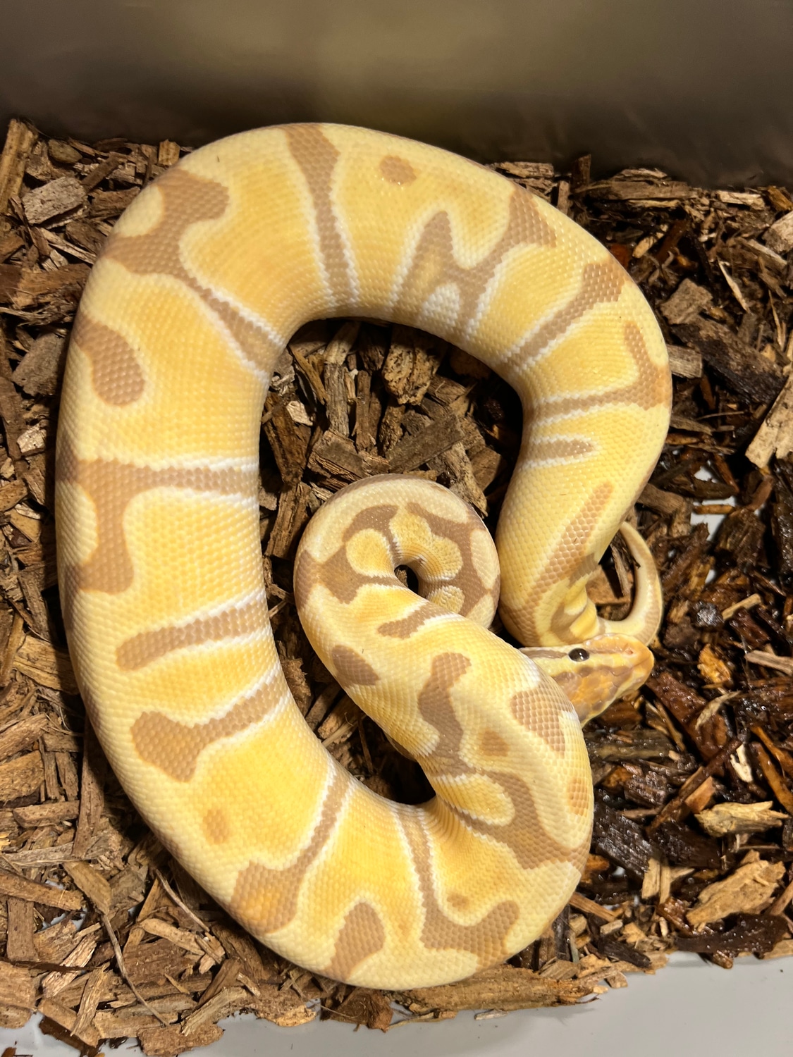 Banana Enchi Chocolate Od Dh Hypo Clown Ball Python by Craton's Snake ...