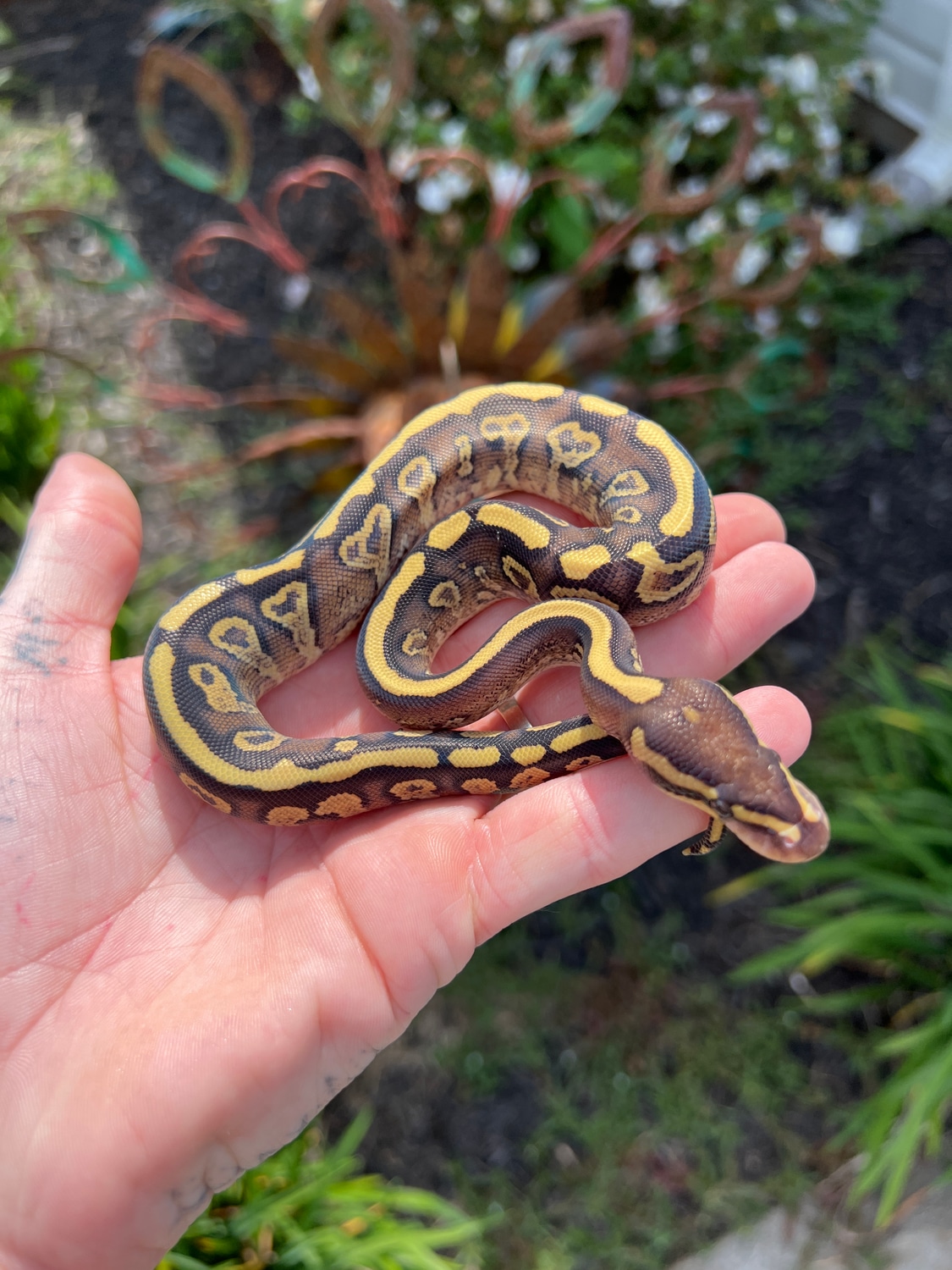 Mojave Yb Enchi Ball Python by Craton's Snake Lab - MorphMarket