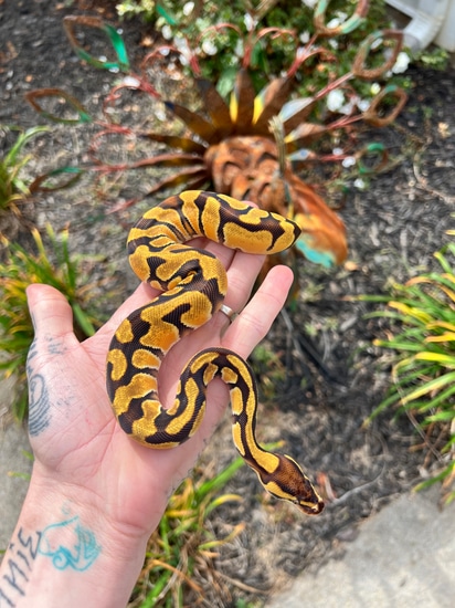 Orange Dream Enchi Russo Het Clown Ball Python by Craton's Snake Lab