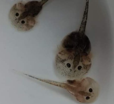 USACBB Budgett Frog Tadpoles Pacman Frog by RaudyReptiles