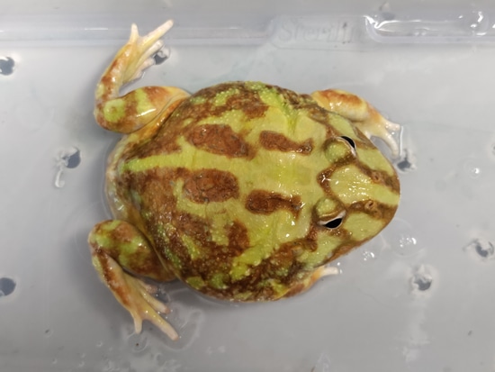 Flame" Pikachu Pacman Frog by RaudyReptiles
