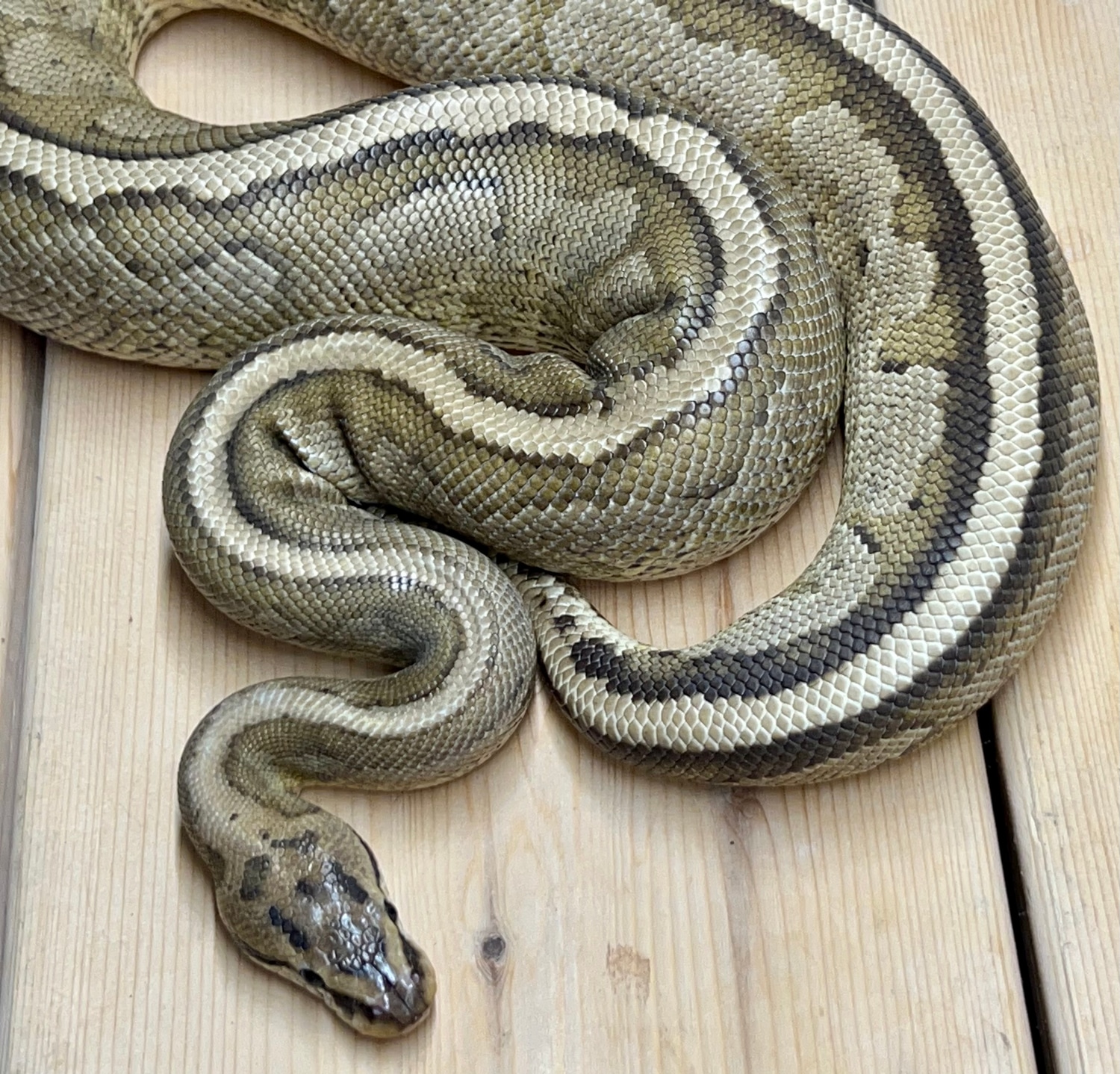 Super Specter Ball Python by J Craw Reptiles - MorphMarket