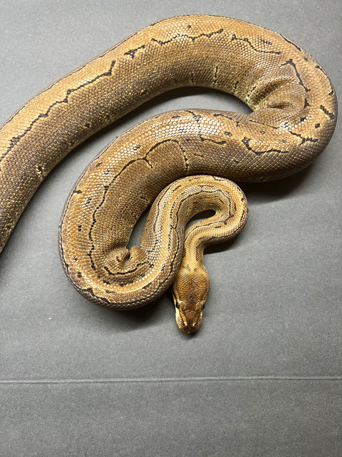 Pinstripe Dinker Ball Python by J Craw Reptiles - MorphMarket