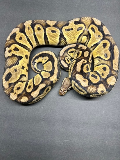 Pastel Dinker Ball Python by J Craw Reptiles