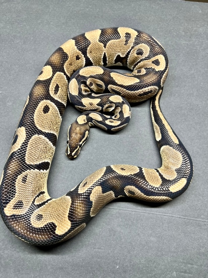 Orange Belly Ball Python by J Craw Reptiles